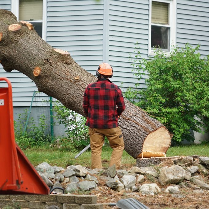 Tree Company in Bluffton, SC | Arborists at TreeWiseMen